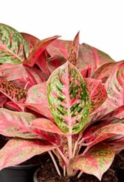 Аглаонема Бьюти