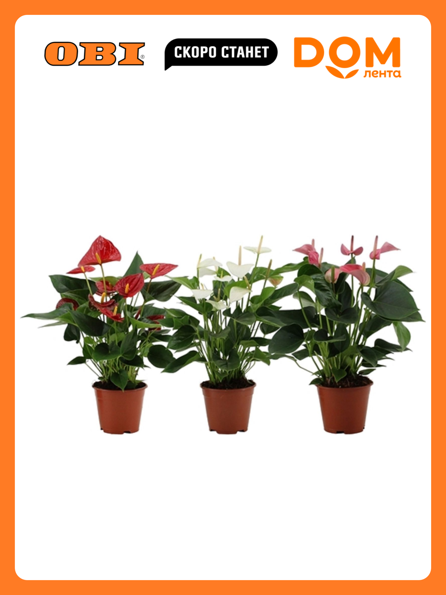 Растение Антуриум, декоративно-цветущее, высота 25см, диаметр горшка 9см