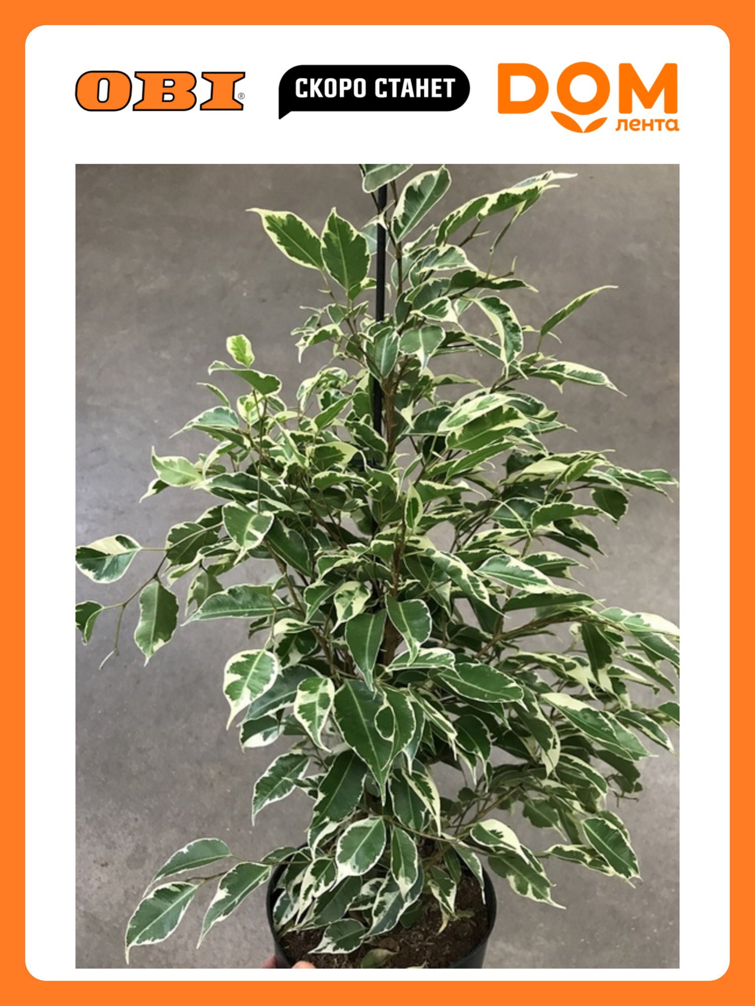 Фикус Бенджамина Твайлайт, декоративно-лиственное, высота 100см, горшок D21