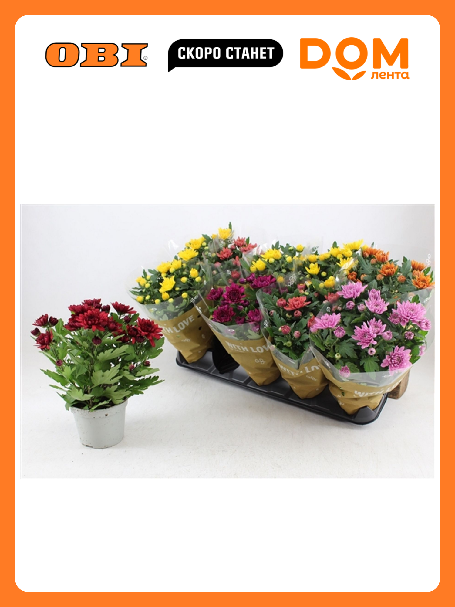 Хризантема "Деко микс", декоративно-цветущая, высота 30 см, горшок D12