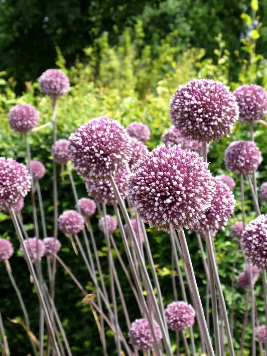 Лук декоративный Саммер Драммер 2 шт