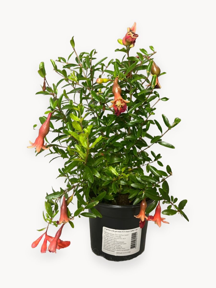 Гранат комнатный Punica granatum (30-см)