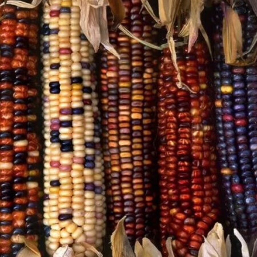 Семена Deodar SEEDS COMPANY Кукуруза Ацтеков цветная 10 шт.