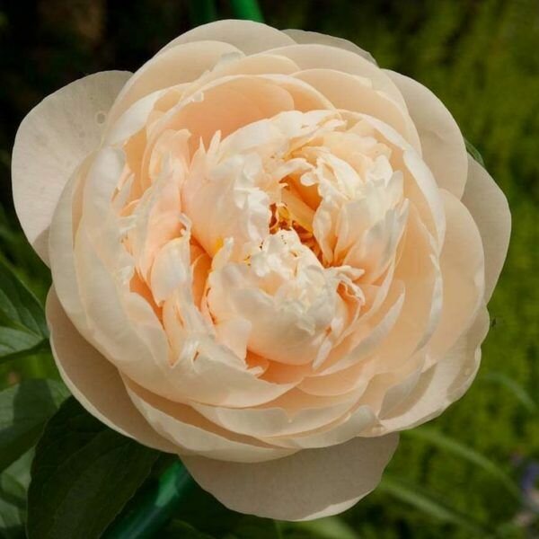 Пион Пастелеганс 1шт