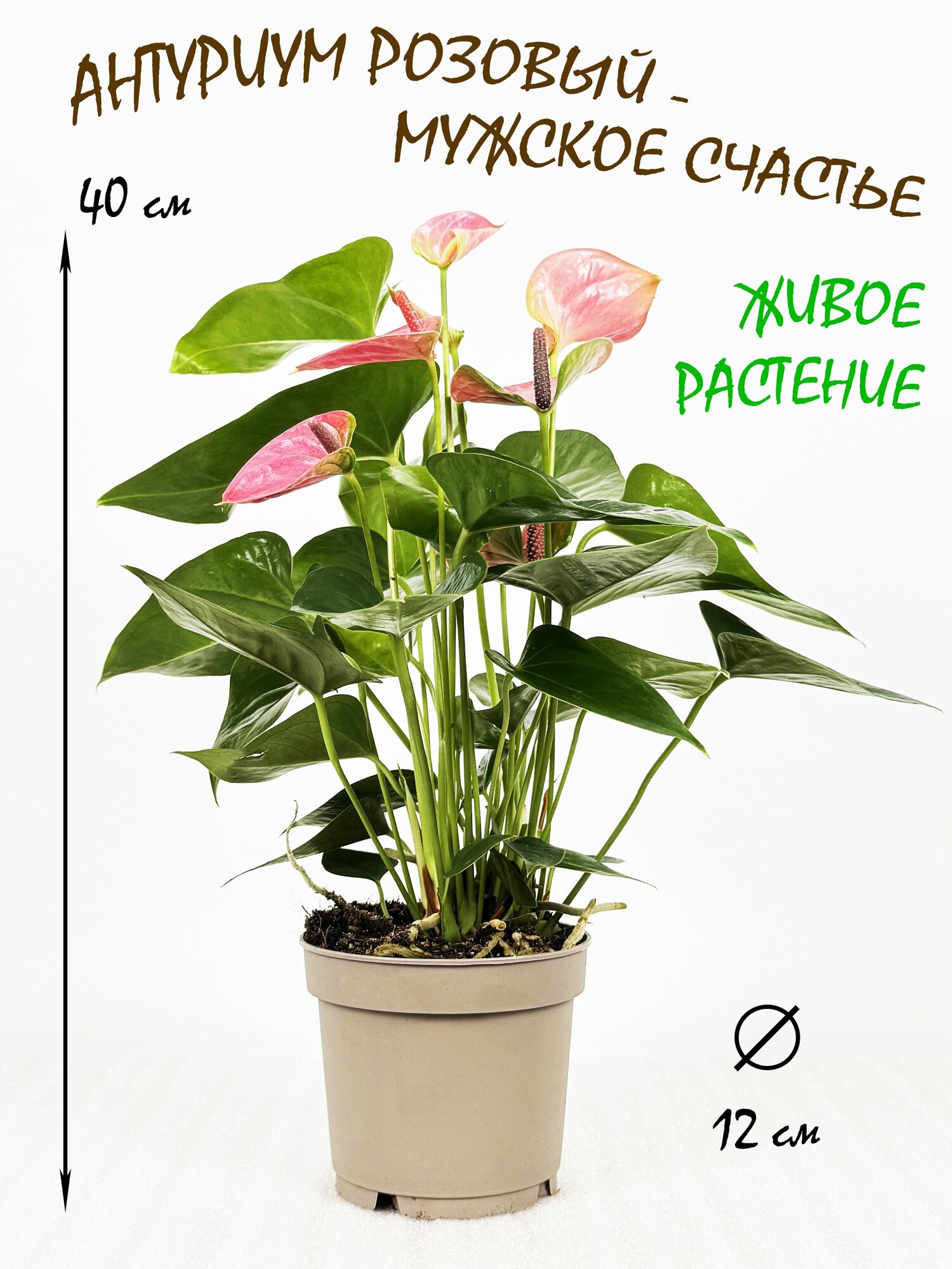 Антуриум розовый в горшке, PRO фикус живое растение, высота 40-45см