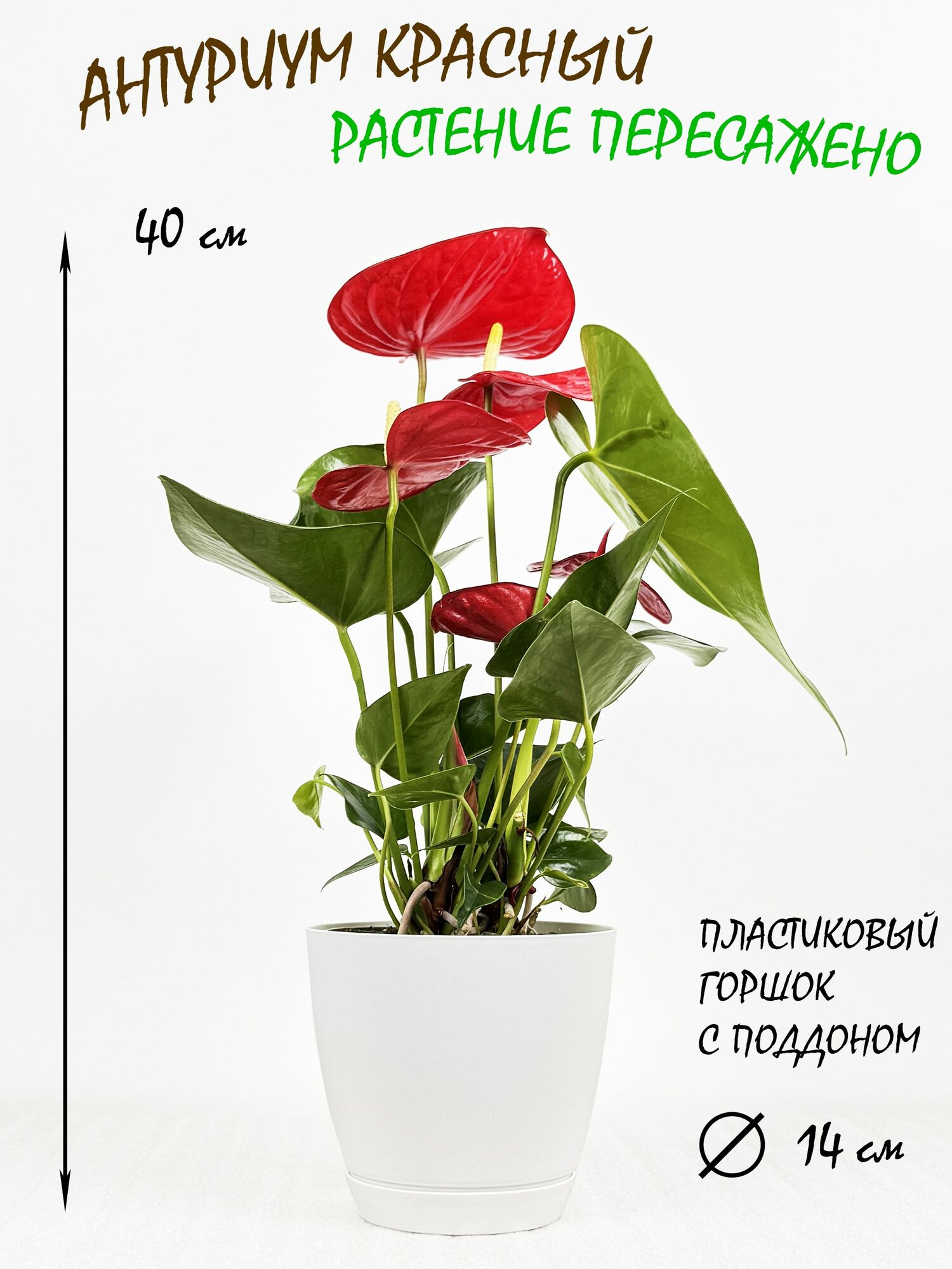 Антуриум красный в белом пластиковом горшке с поддоном, высота 40-45см