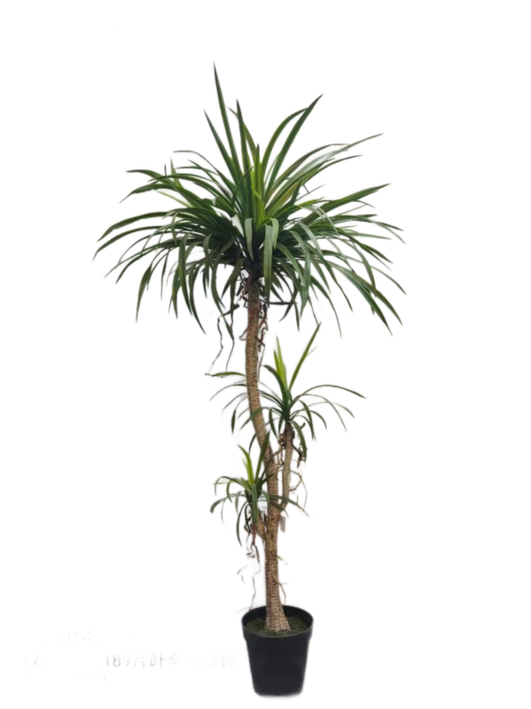 Драцена 170 см