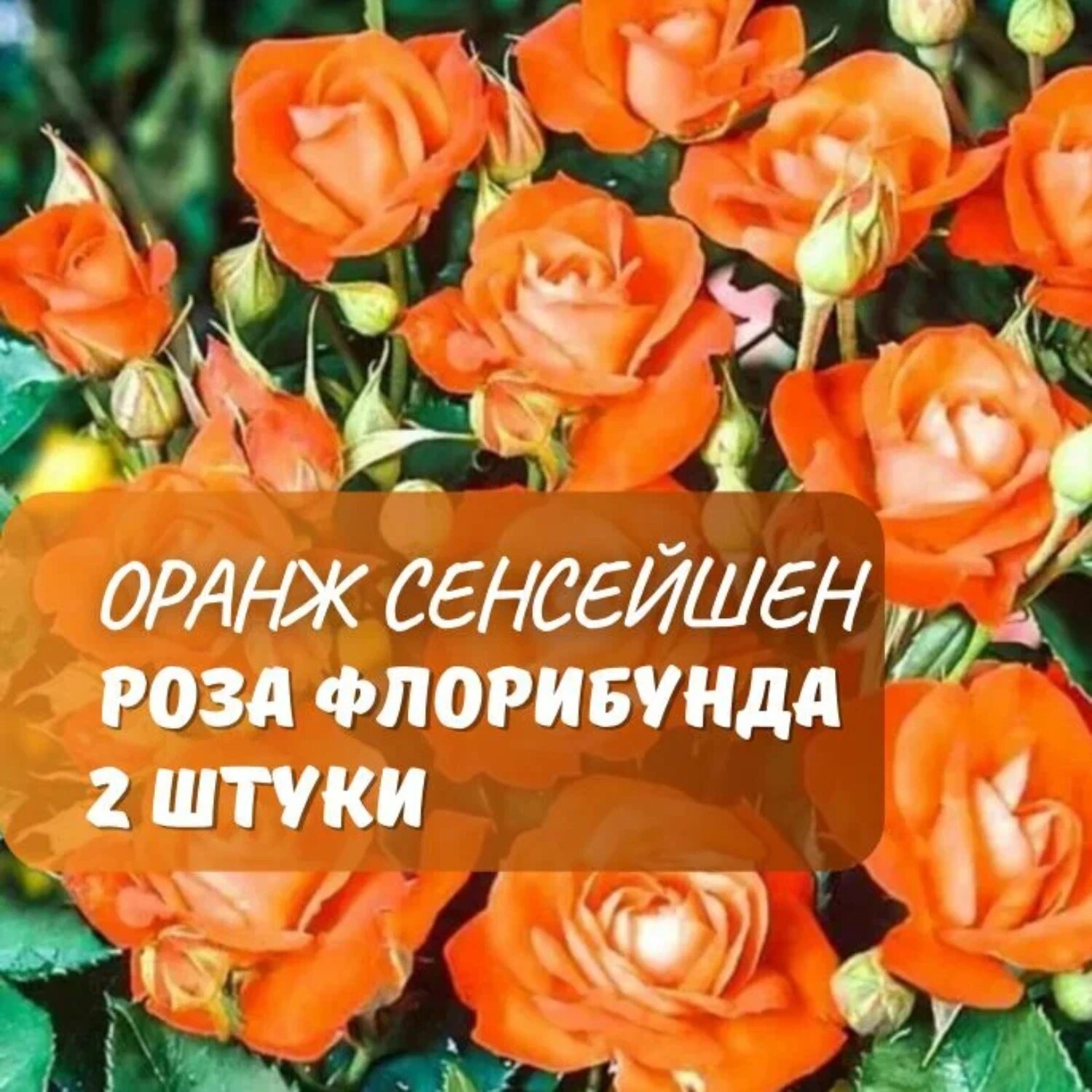 Роза флорибунда Оранж Сенсейшн , 2 саж , многолетняя , оранжевая
