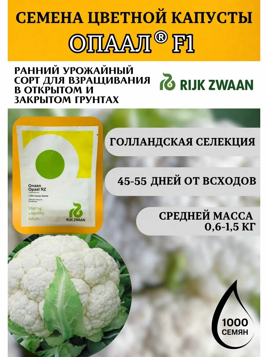Семена цветной капусты Rijk Zwaan Опаал раннеспелые 1000 семян
