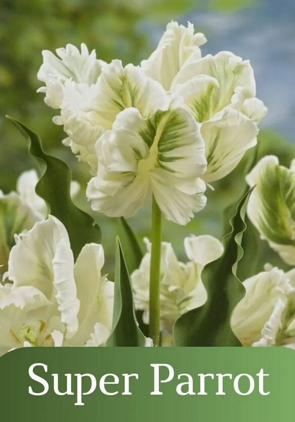 Тюльпаны Супер Перрот Попугайный 4 шт, набор луковиц