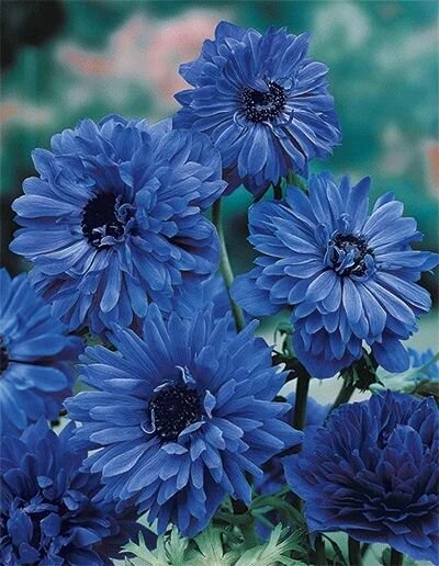 Анемона Лорд Лейтенант 1шт