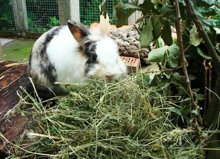 Сено Люцерны 1 кг для домашних грызунов, хомячков, морских свинок , кроликов