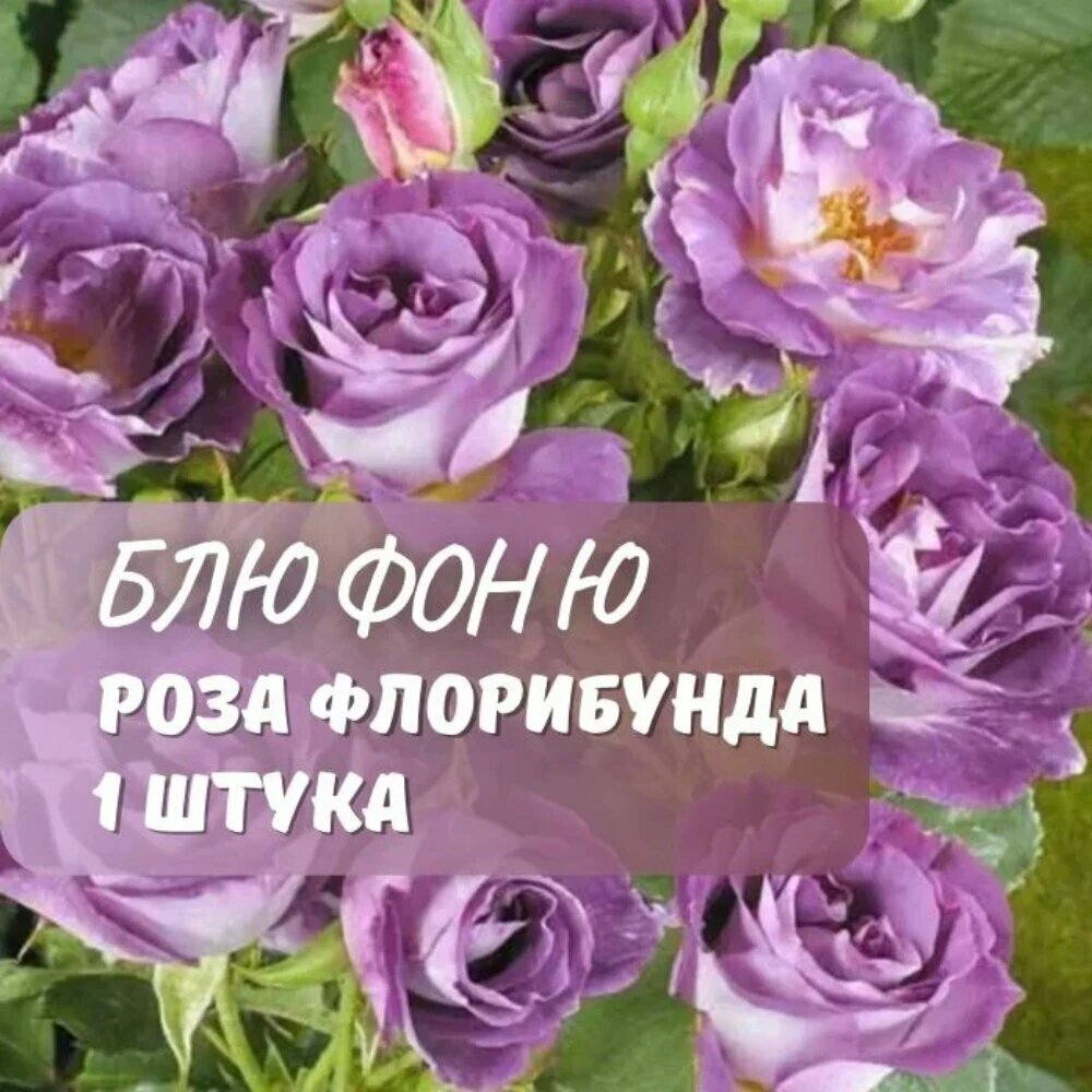 Роза флорибунда Блю фо Ю (Blue for You) 1 шт / розы, ароматный