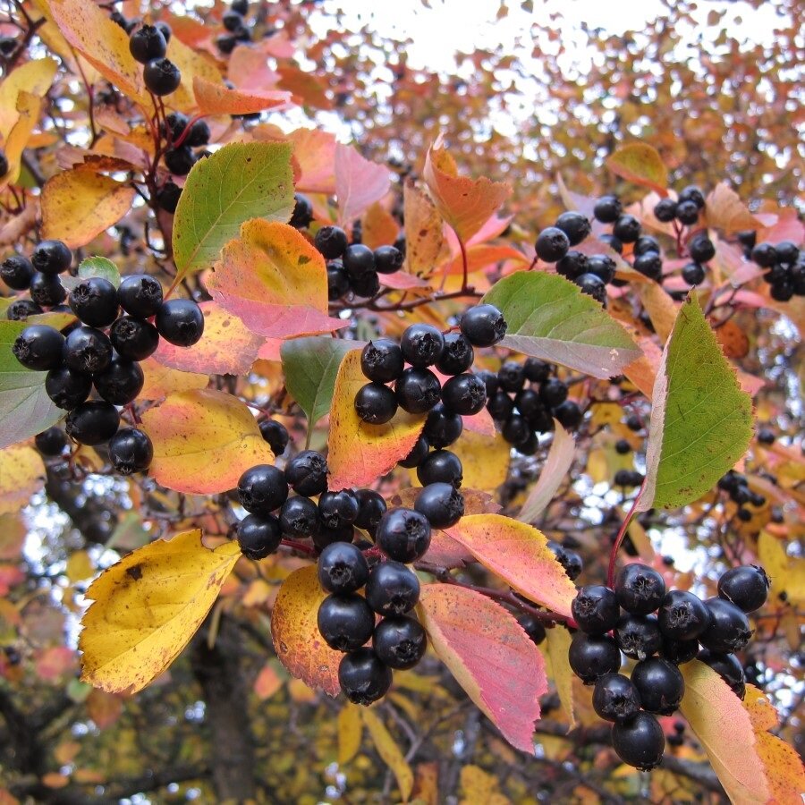 Семена Deodar SEEDS COMPANY Боярышник Дугласа 30 шт.