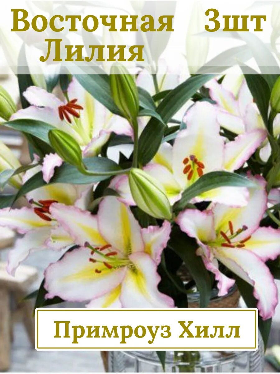 Лилия Восточная махровая, многолетние цветы, луковицы 3 шт