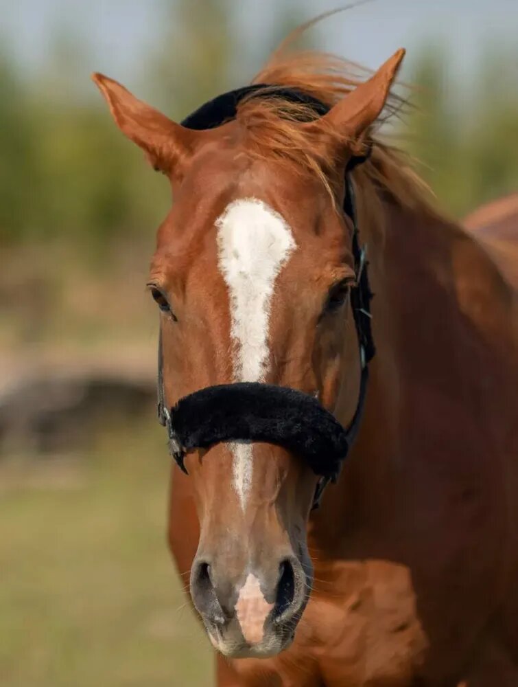 Меховушки на недоуздок Shkura-Dekor набор 2 шт (24 и 28 см) чулком черный