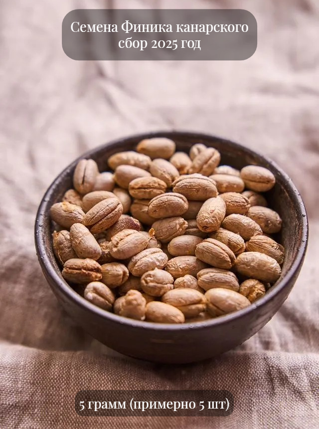 Семена Пальмы Финика канарского комнатной, быстрорастущей, неприхотливой, морозостойкой, 10 грамм (примерно 10 шт)
