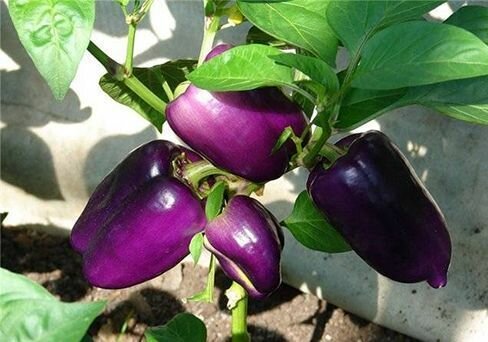 Коллекционные семена перца сладкого Будь здоров