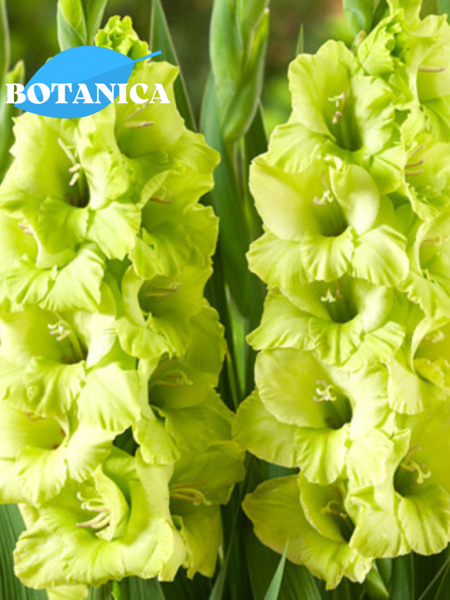 Луковицы цветов, botanica garden , Гладиолус Динг Донг (5 штук)