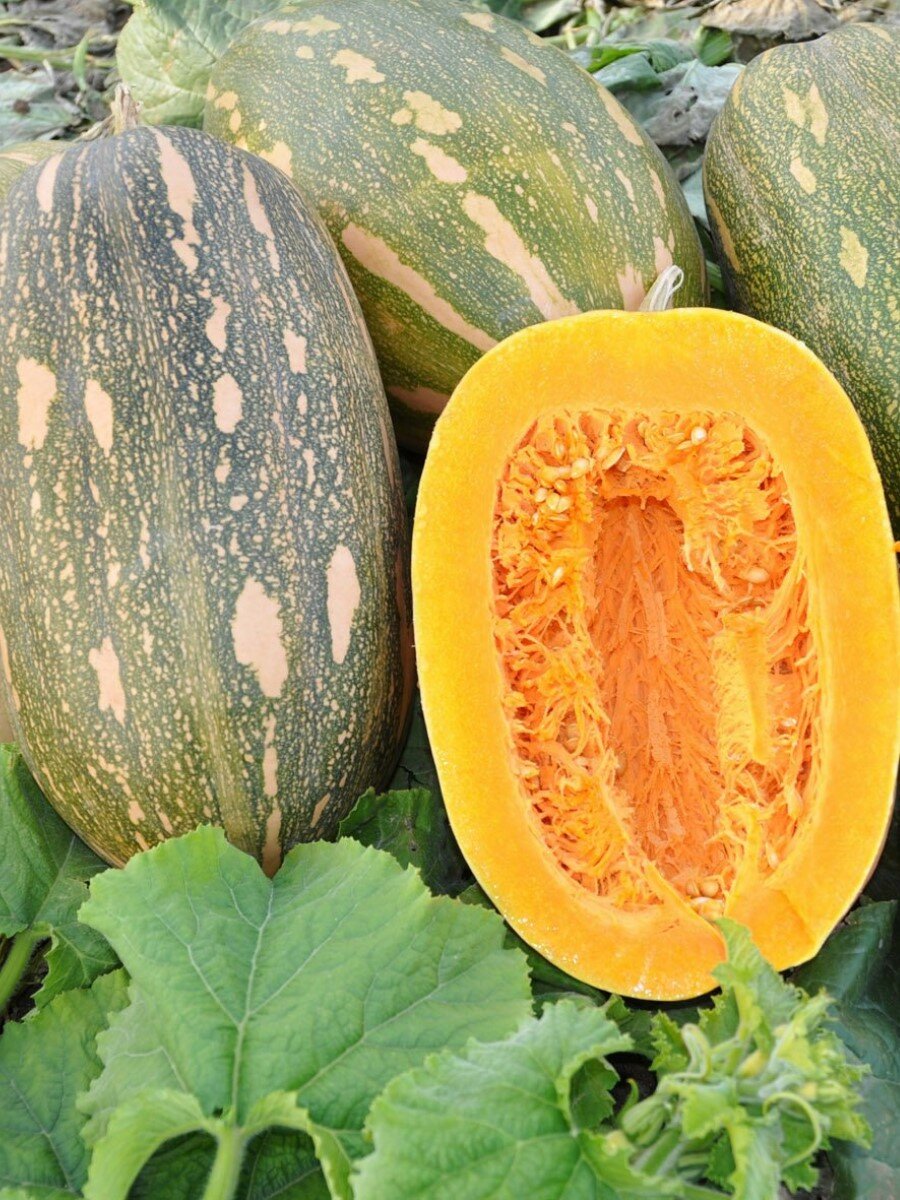 Семена Тыква мускатная витаминная, 5 штук