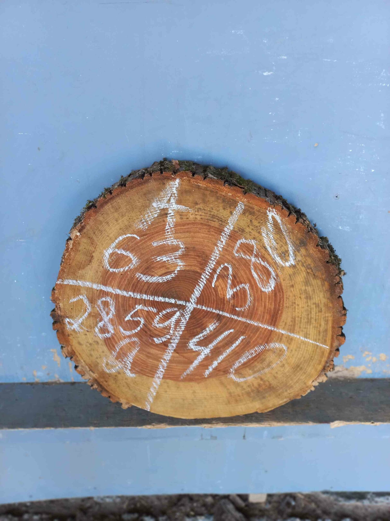 Спил торцевой доклес №2859 из массива ясеня, сухой, антисептированный, 6x41x38 см