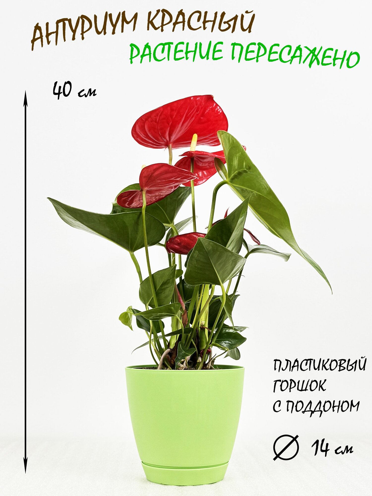 Антуриум красный в салатовом пластиковом горшке с поддоном, высота 40-45см