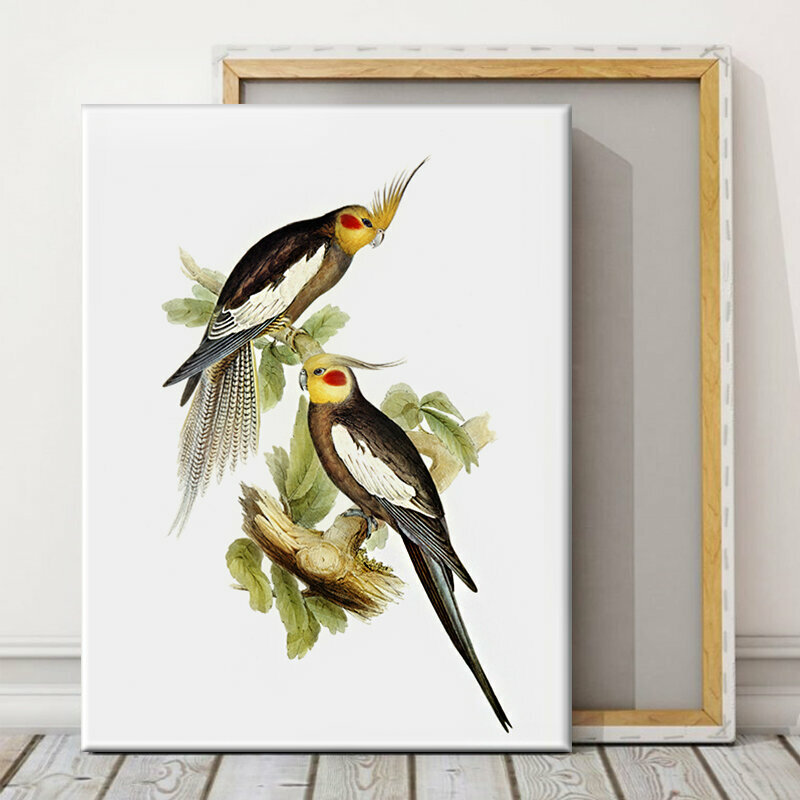 Картина на холсте 40х50 см "Попугаи Корелла иллюстрация, рисунок", на стену для интерьера