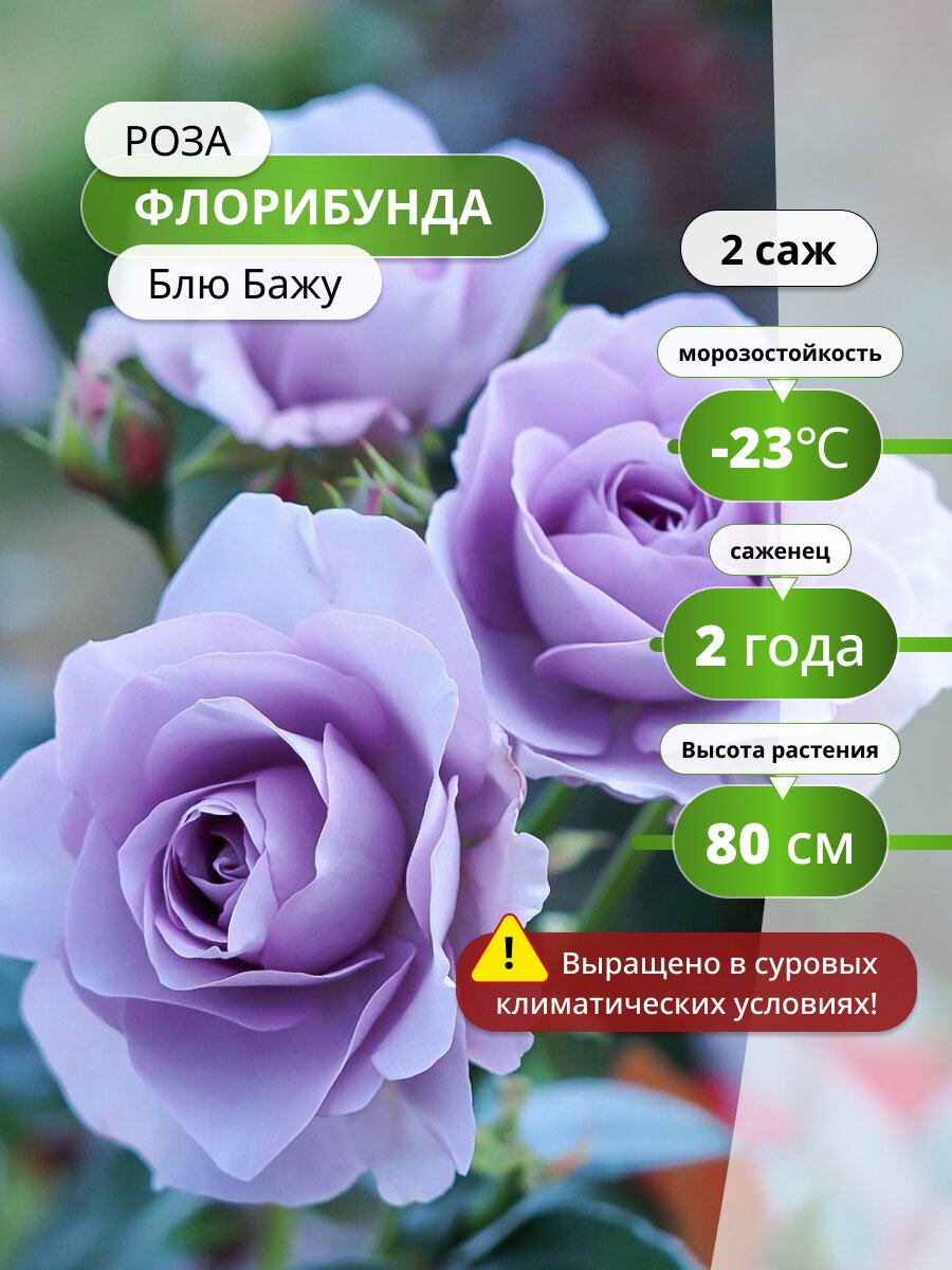 Роза флорибунда Блю Бажу (Blue Bajou ) / 2 шт, роз, ароматные