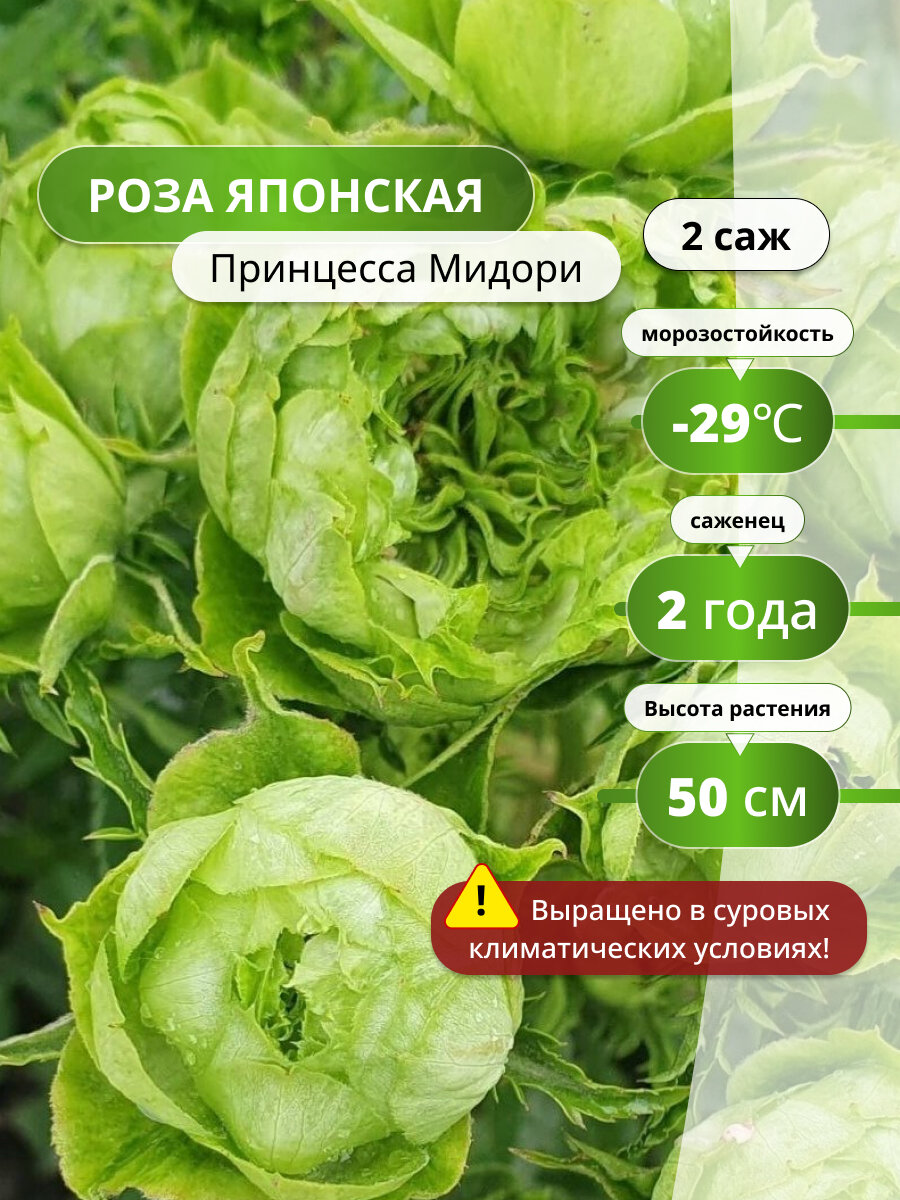 Роза японская Принцесса Мидори (Princess Midori) 2 шт / роз обильноцветущих
