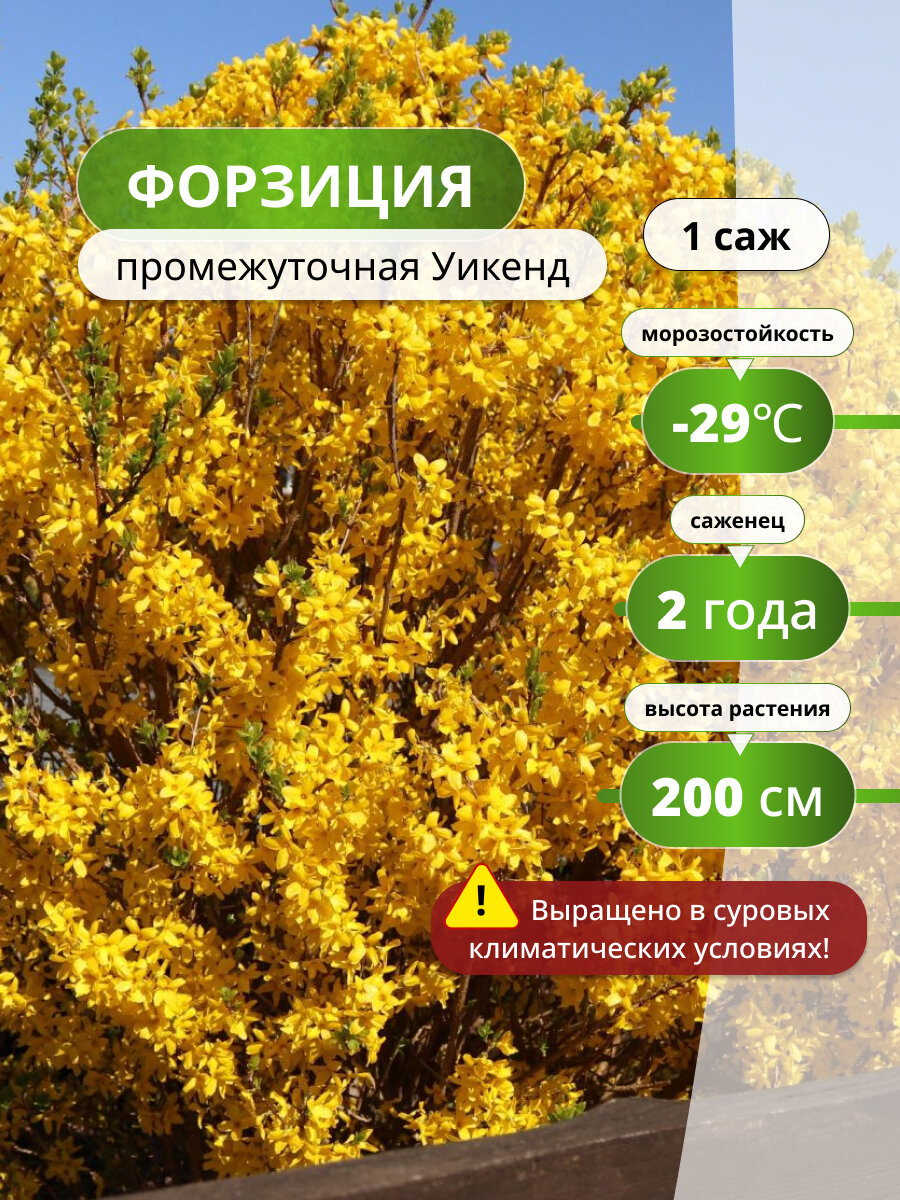 Форзиция промежуточная Уикенд (Weekend) / форзиции, кустарник