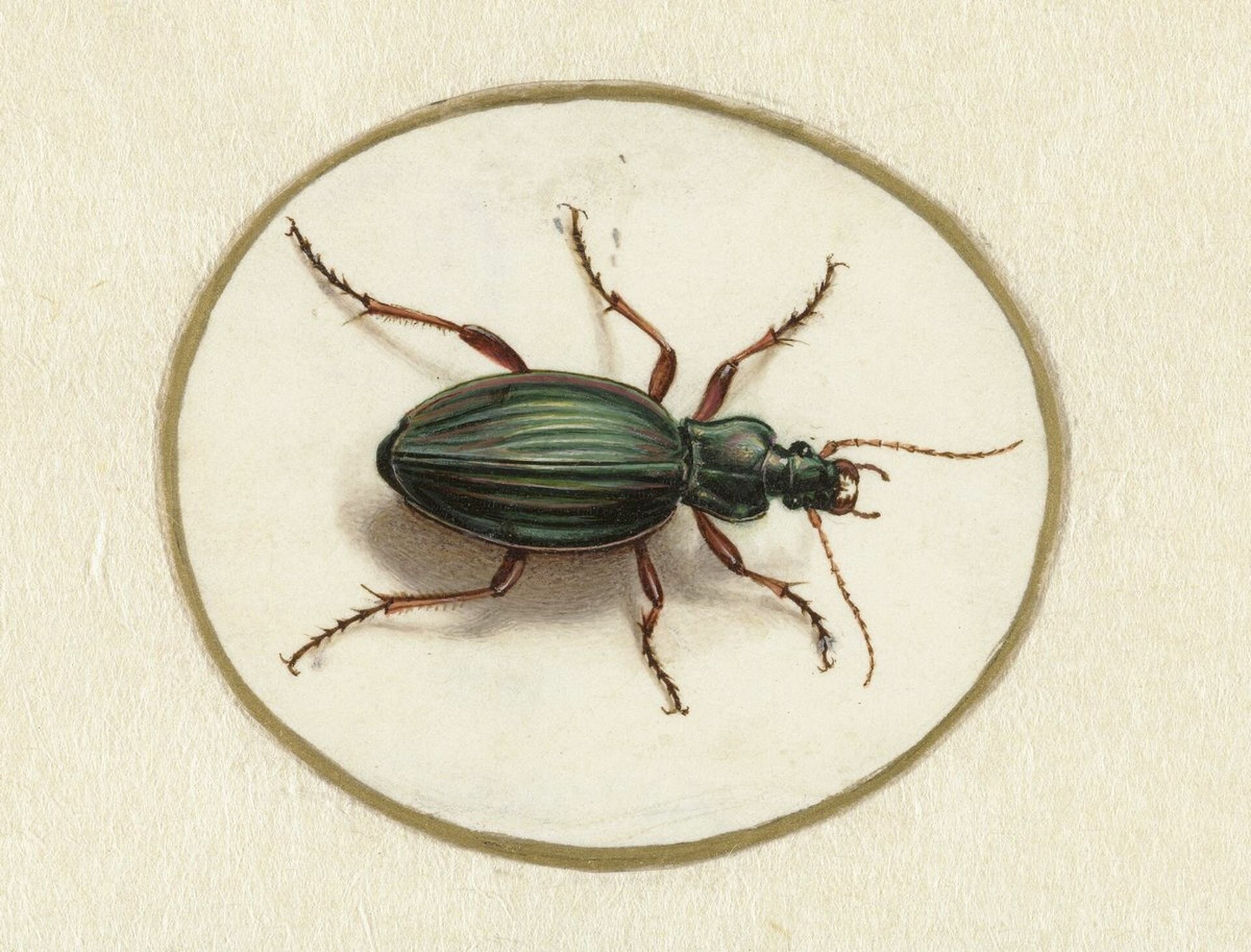 Плакат, постер Ван дер Гоес Ян Жук на бумаге, размер 21х30см