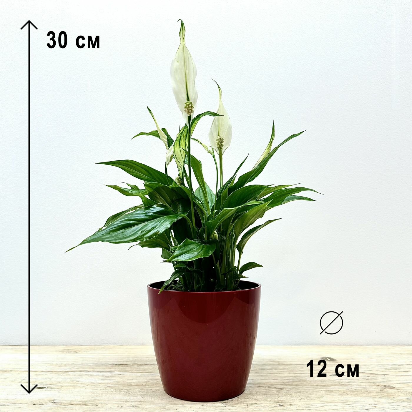 Спатифиллум в пластиковом красном кашпо, высота композиции 30-35см
