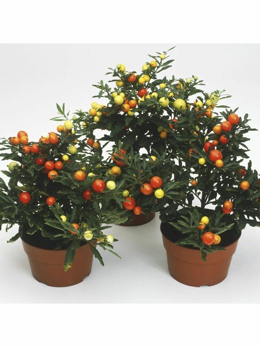Семена Ангинник (Solanum capsicastrum) 4 шт.