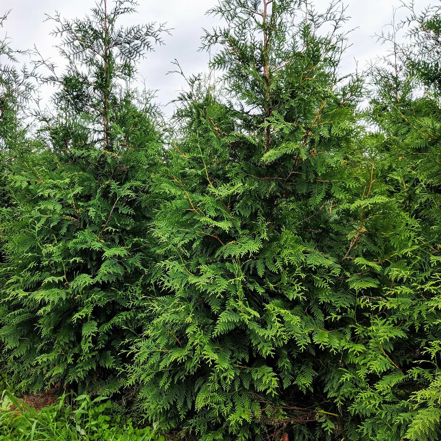 Туя складчатая Велена, Семена, 50 шт