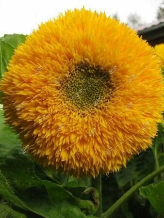 Семена декоративного подсолнечника "Медвежонок Тедди"