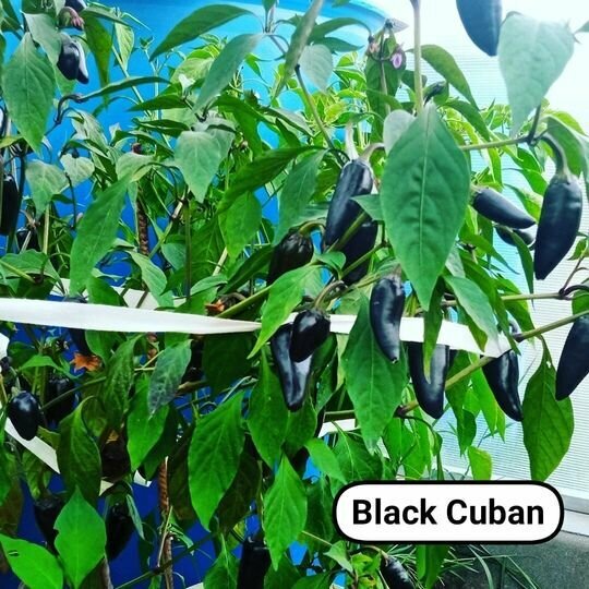 Семена Острого перца Black cuban 7шт+ бонус