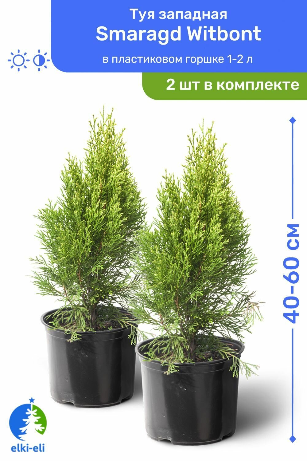 Туя западная Smaragd Witbont (Смарагд Витбонт) 40-60 см в пластиковом горшке 1-2 л, саженец, хвойное живое растение, комплект из 2 шт