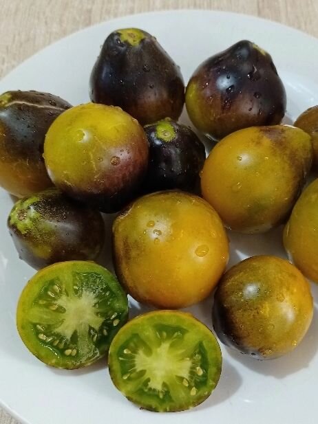 "Контраст из фландрии" семена томата 10 шт. Редкий коллекционный сорт.