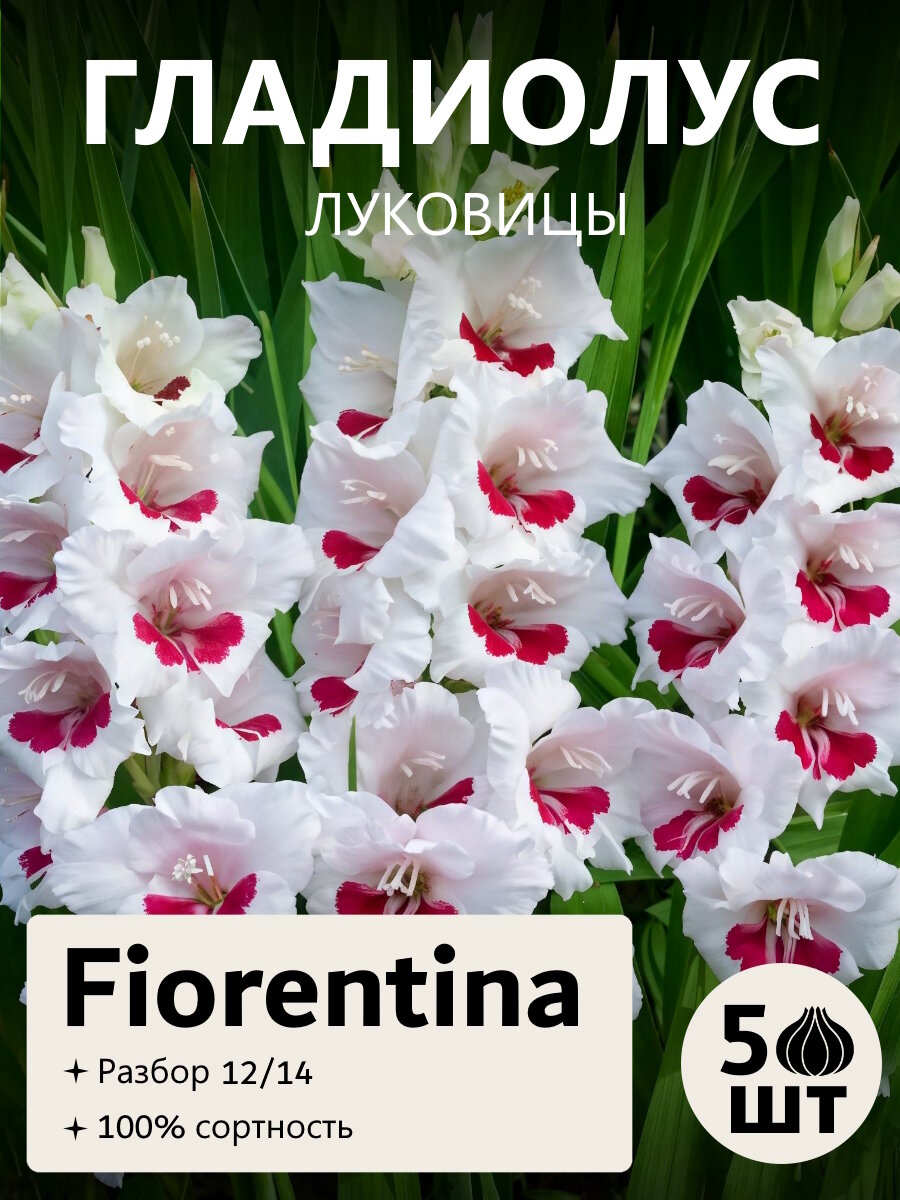 Гладиолусы луковицы крупноцветковые Фиорентина (Fiorentina), 5 шт