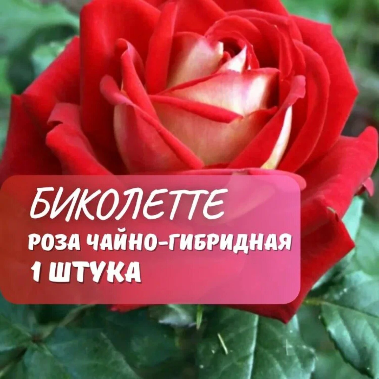 Роза чайно-гибридная "Биколетте", 1 саж, многолетняя, красная, розовая, желтая