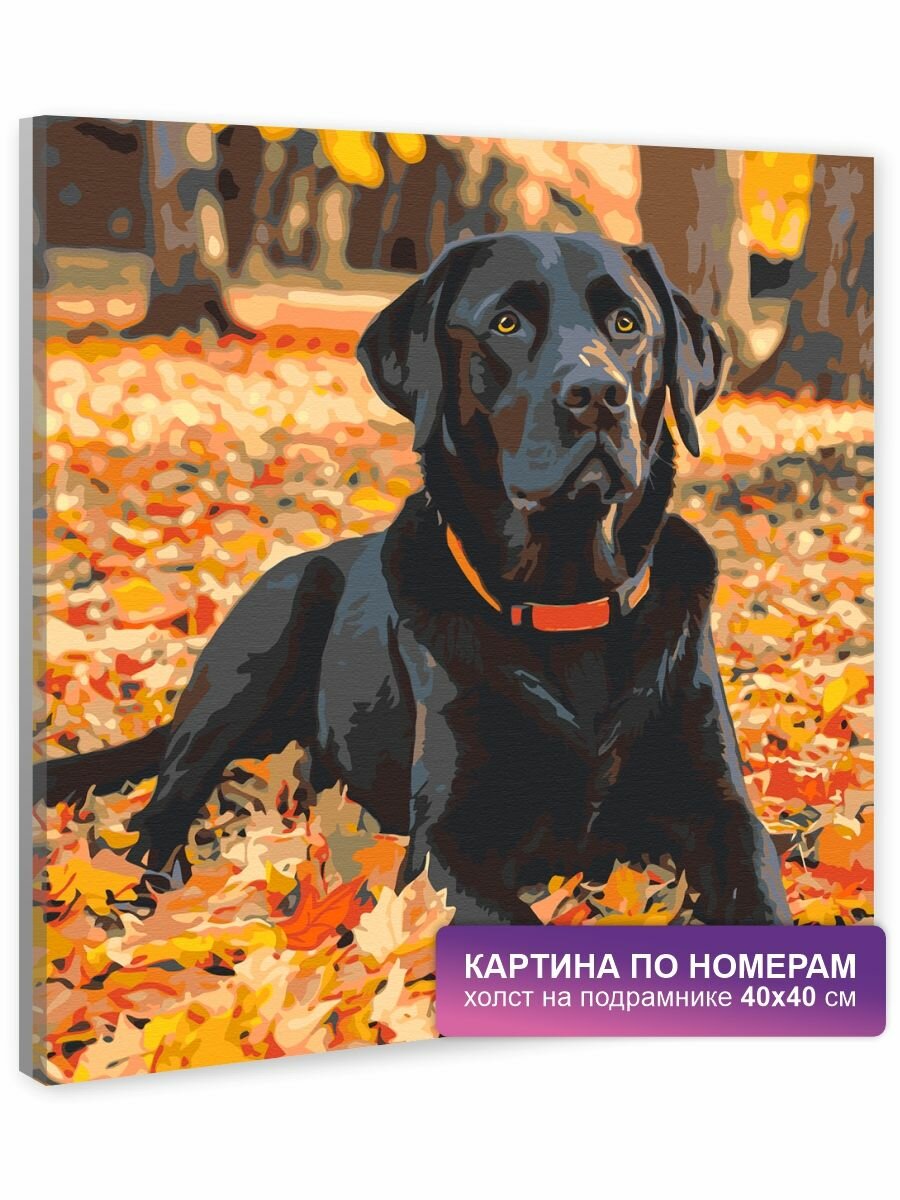 Картина по номерам на холсте с подрамником 40х40 см. Природа, животные, рыбы, птицы. Собаки, щенки. "Лабрадор", арт. 7045/