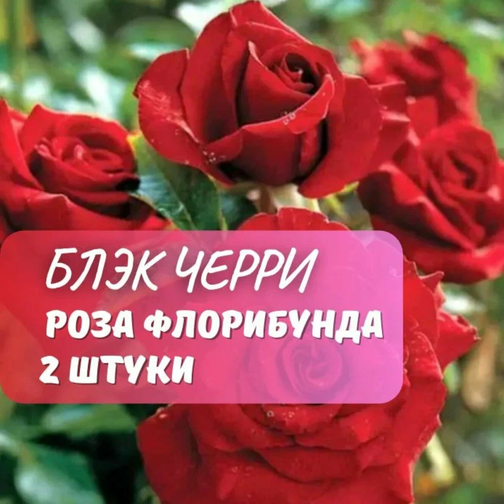 Роза флорибунда Блэк Черри (Black Cherry) / 2 шт, морозостойкий сорт