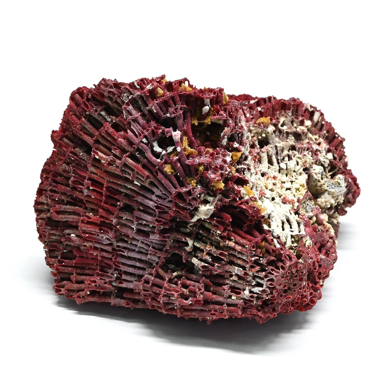 Коралл красный натуральный 133*110*84мм, 293г .