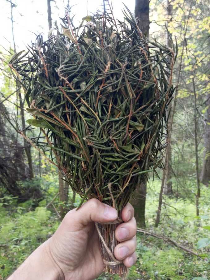 Веник из Багульника для бани, ароматерапии