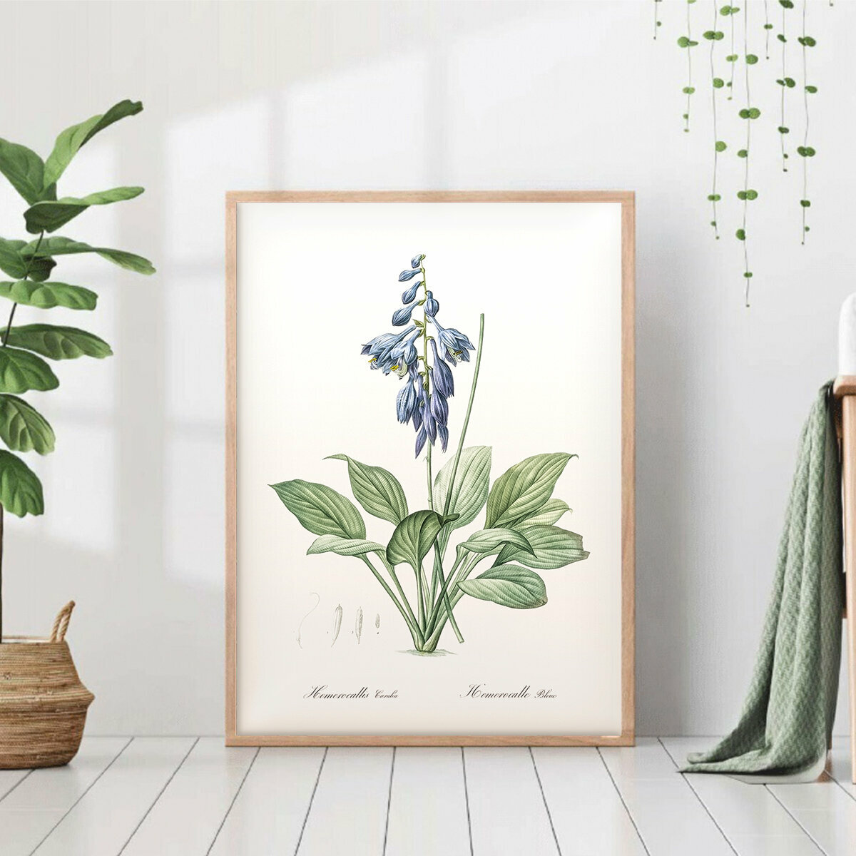 Постер "Хоста ботаническая иллюстрация " без рамы 50x70 см на стену для интерьера