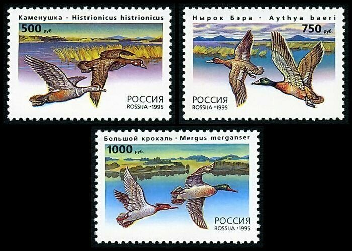 Почтовые марки России. 1995 год. Фауна. Утки. Серия из 3 марок. MNH(**)