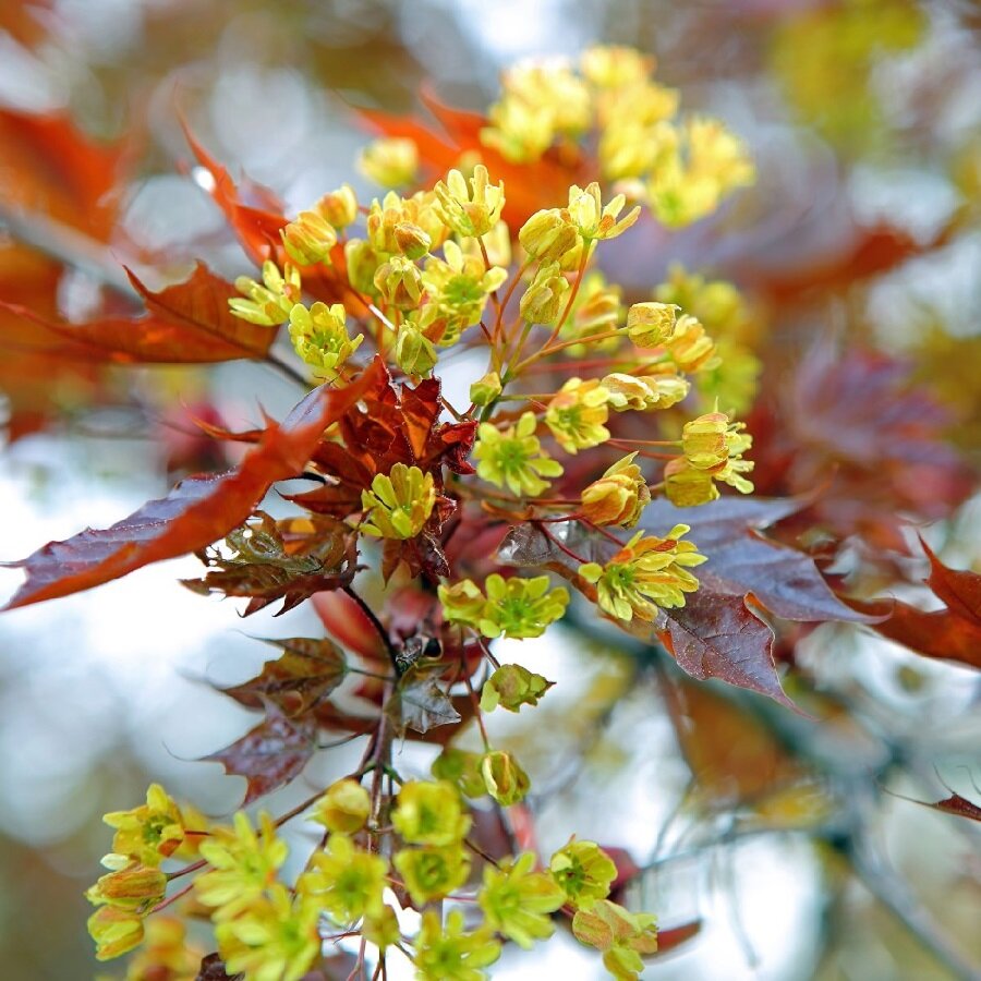 Семена Deodar SEEDS COMPANY Клен мелколистный Моно 10 шт.