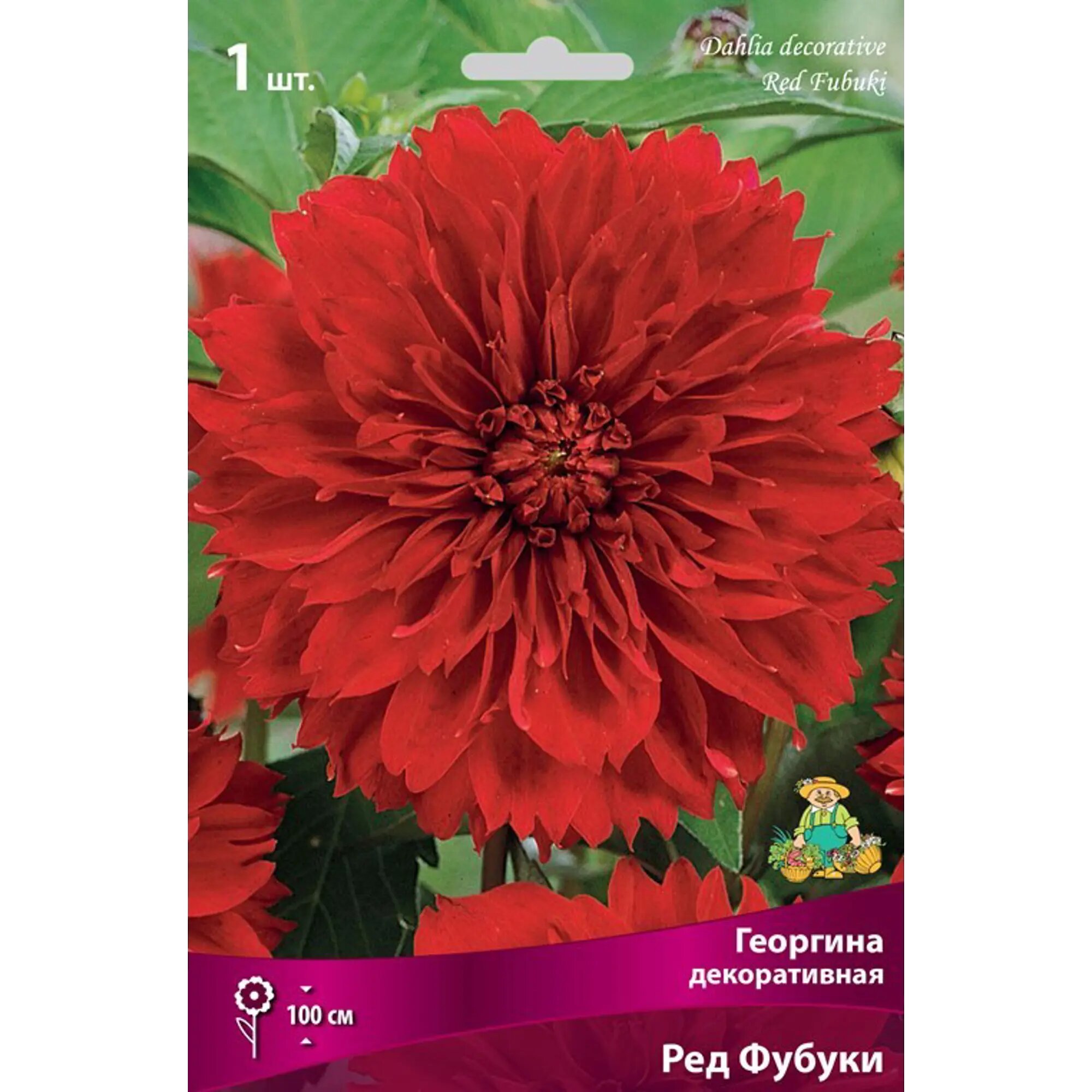Декоративная луковица Фубуки Red