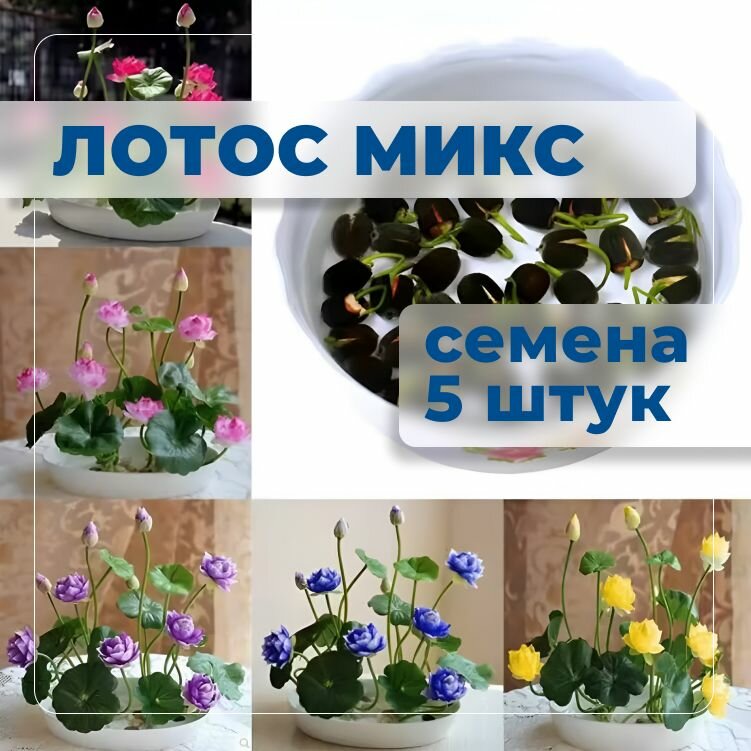 Лотос (водяная лилия) живой аквариум, микс цветов, семена 5 штук