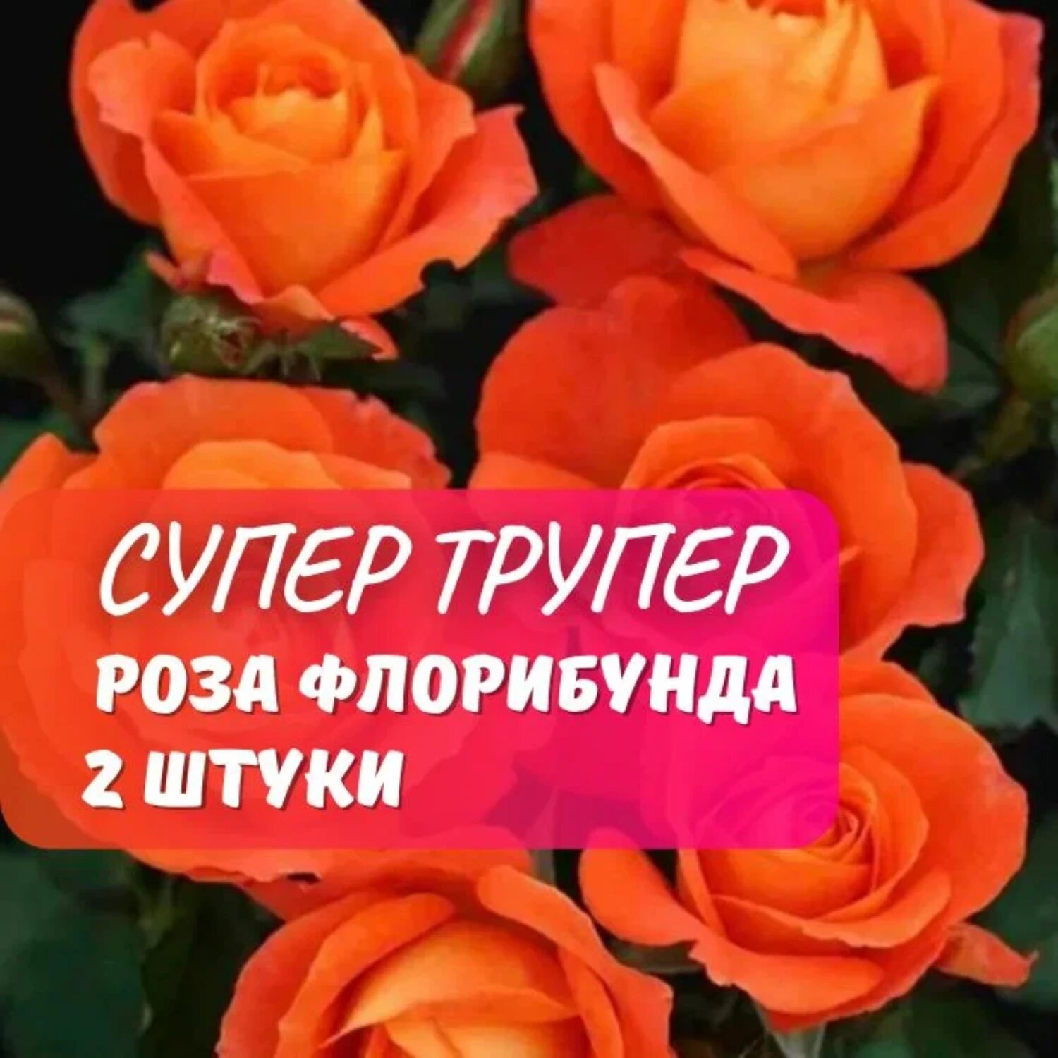 Роза флорибунда Супер Трупер , 2 саж, многолетняя , оранжево-красная